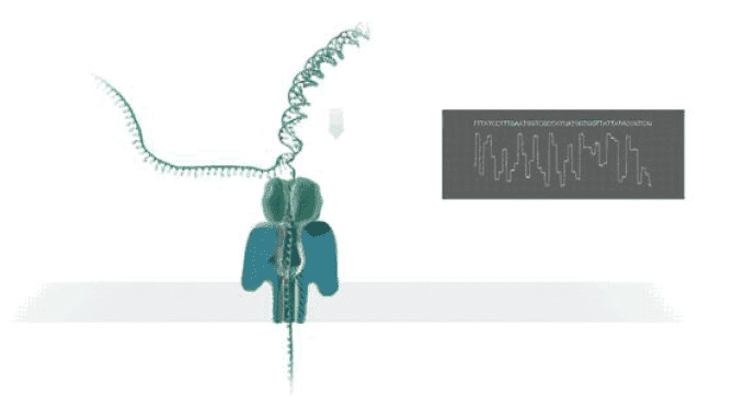 纳米孔直接rna测序 博凯森生物